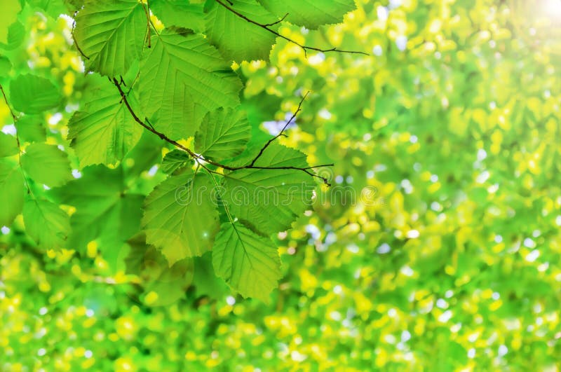 Green Leaves on Yellow-green Background with Highlights from the Rays ...