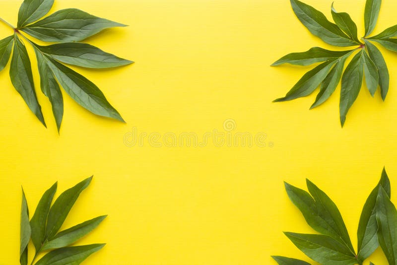 Green Leaves on Yellow Background. Summer Concept Stock Photo - Image ...