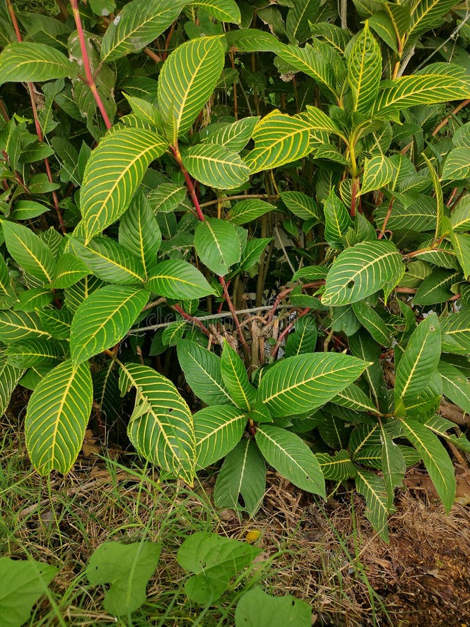 Green Leaves with Yellow Middle and Red in the Stem Stock Image - Image ...