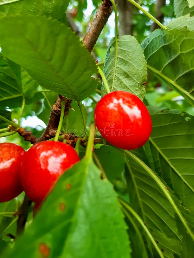Cherry tree stock photo. Image of evergreen, blossom - 222411126