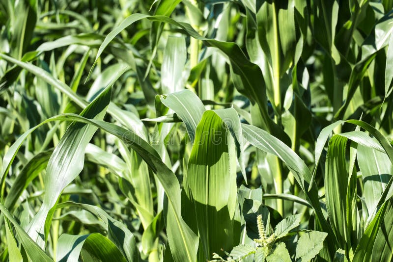 Green leaves of young corn stock image. Image of green - 121598813