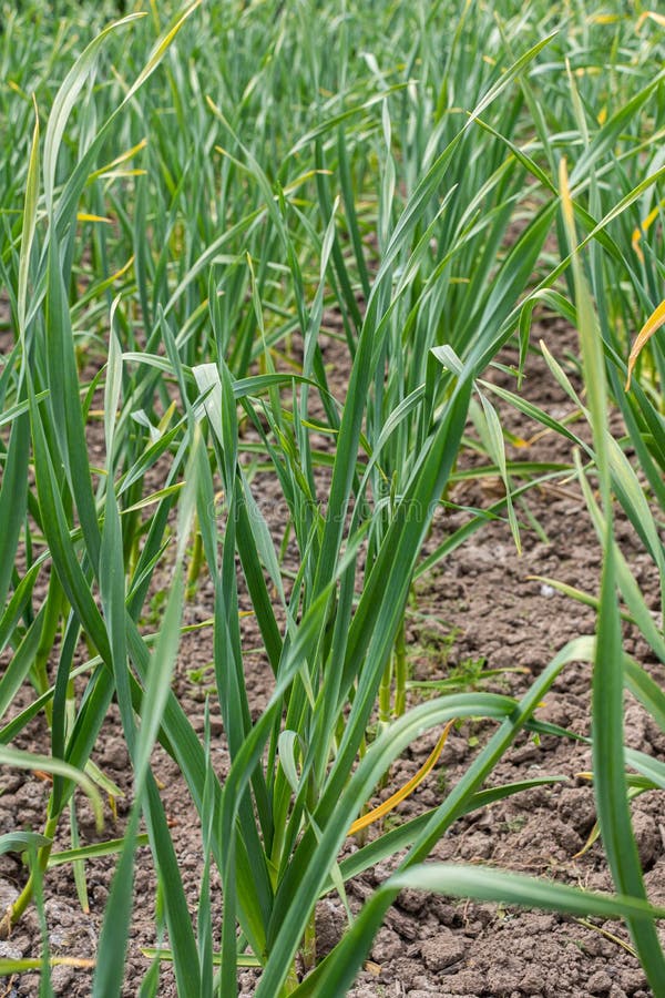 Green Leaves of Young Garlic Stock Photo - Image of spring, grow: 249433544