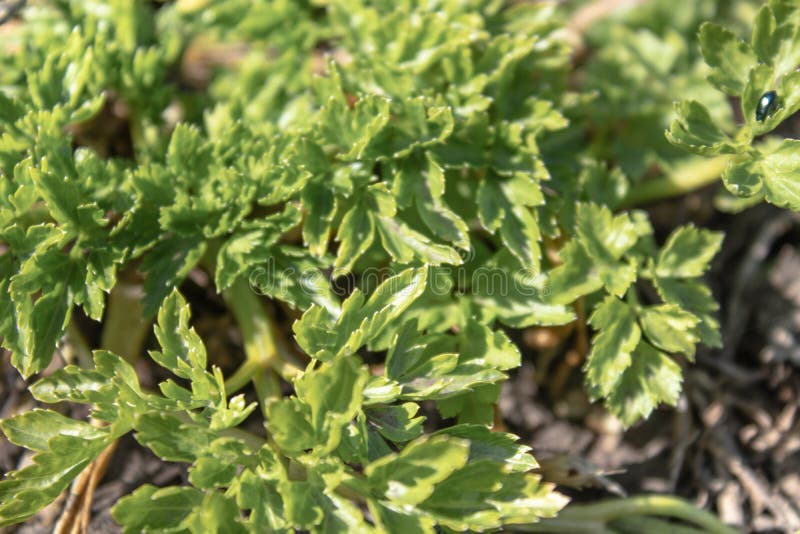 Green Leaves of Young Parsley in Spring. Background with Parsley Leaves ...