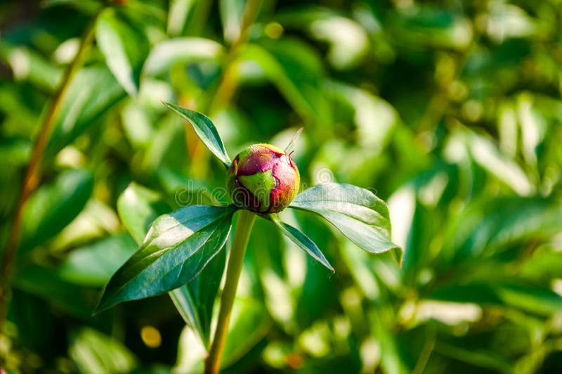 Green Leaves and Young Red Peony Button Stock Photo - Image of bloom ...