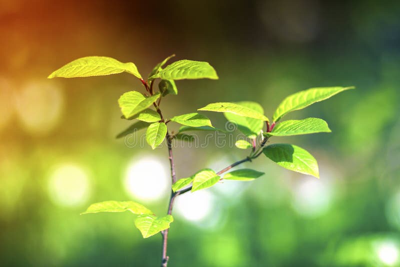 Green Leaves of Young Tree in Spring. Beginning of New Life in S Stock ...