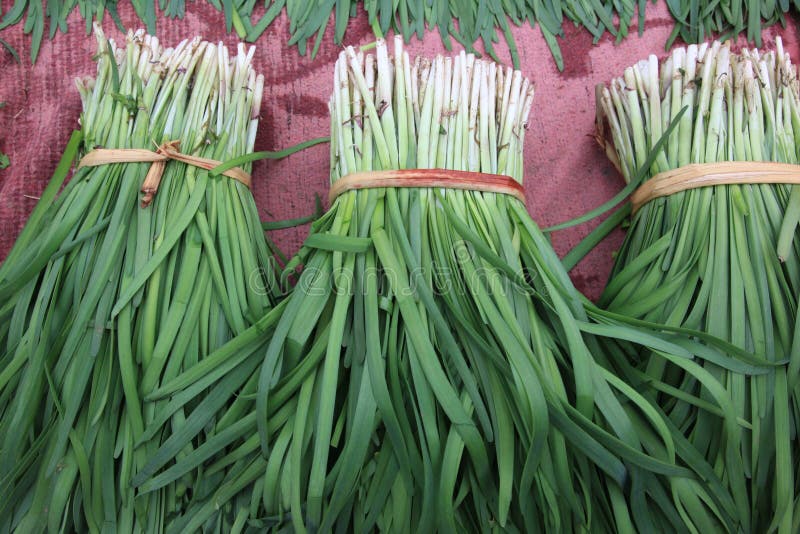Green leek stock photo. Image of background, healthy - 13433450