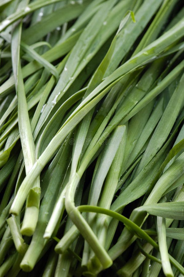 Green leek stock photo. Image of background, healthy - 13433450