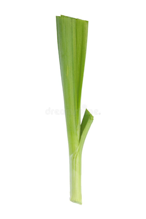 Green leek stock photo. Image of isolated, healthy, freshness - 41905224