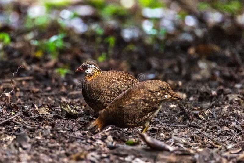 Green legged frog stock photo. Image of immerse, habitat - 928790