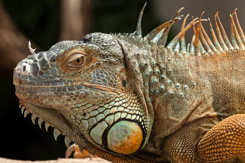 Green leguan stock image. Image of lucky, endangered - 30687461