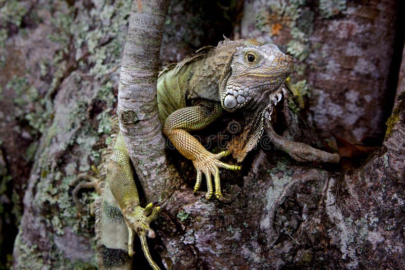 Green leguan in jungle stock photo. Image of indonesia - 42984178