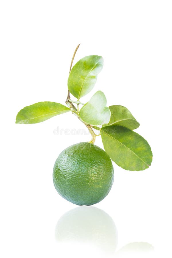 Green Lemon stock image. Image of food, lime, diet, lemon - 28329377