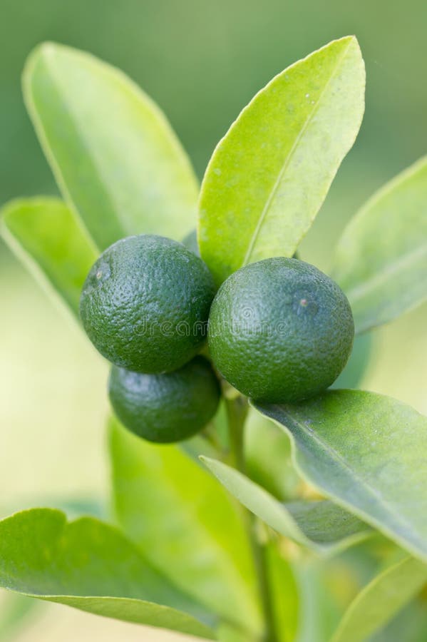 Green Lemon. stock image. Image of clean, freshness, group - 35632515