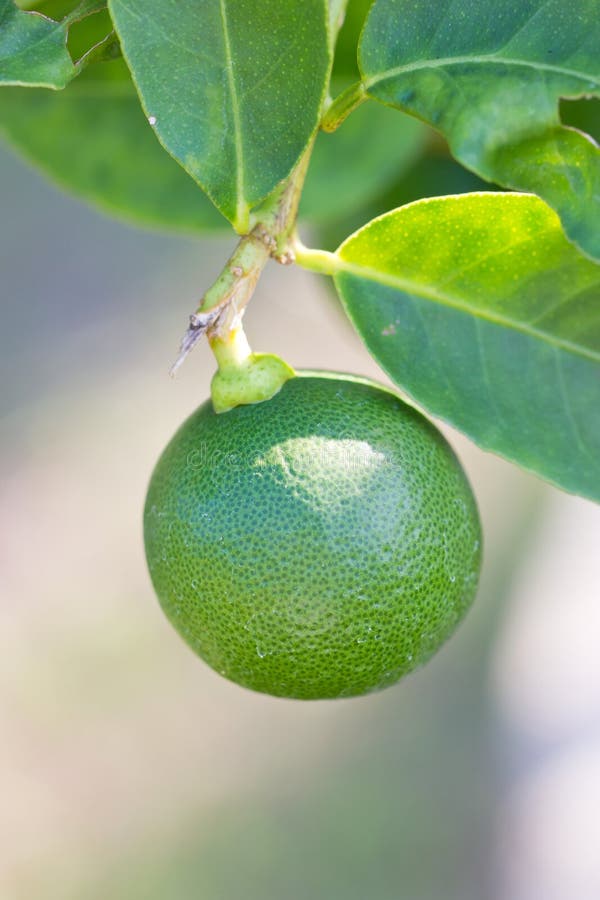 Green Lemon. stock photo. Image of health, bright, beautiful - 35632912