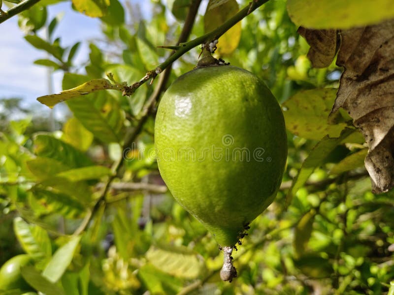Green Lemon Fruit stock image. Image of deciduous, shrub - 267271717