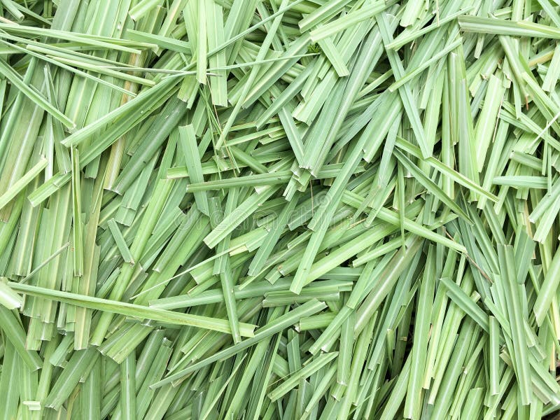 Green lemon grass leaves stock image. Image of cymbopogon - 84338077