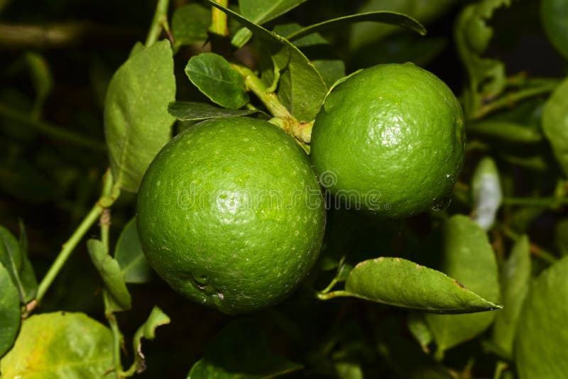 Green lemon stock image. Image of vegetable, fresh, vitamin - 257789589