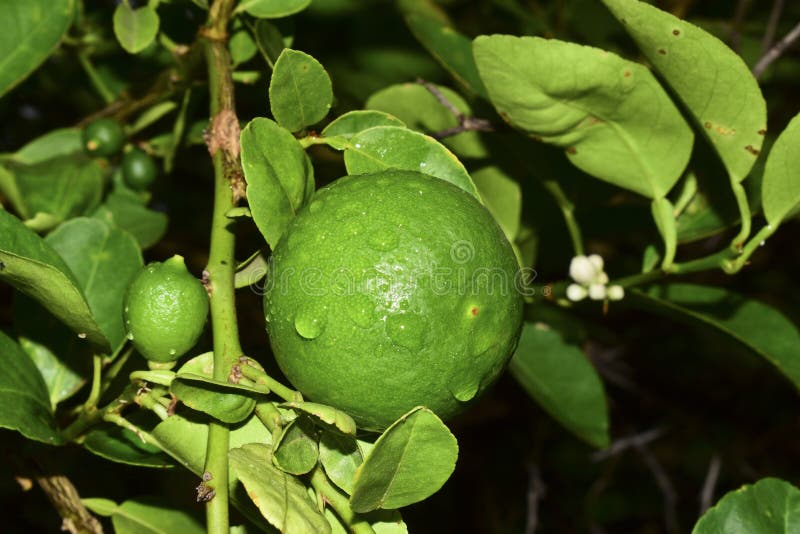 Green lemon stock photo. Image of citrus, plant, health - 256538560