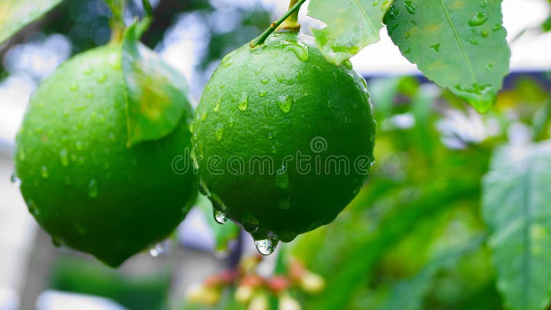 Green Lemon in Japanese Garden Stock Image - Image of tree, vitamin ...