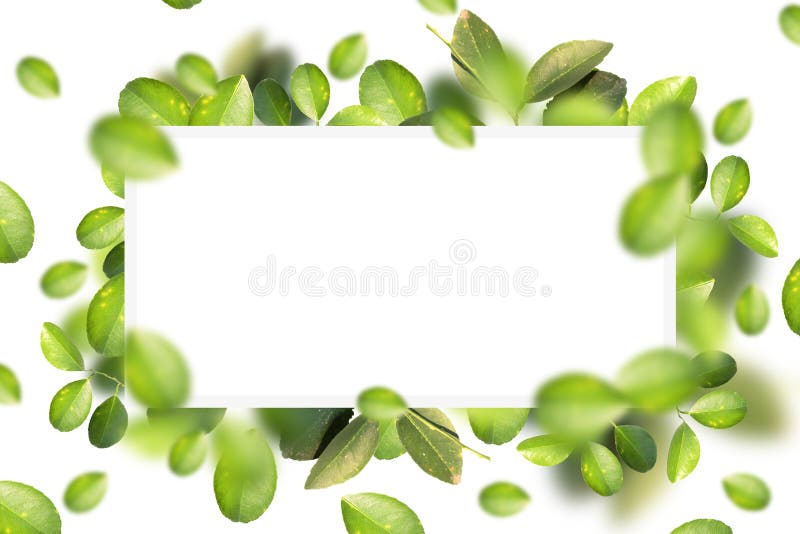 Green Lemon Leaves with White Square Copy Space Stock Image - Image of ...
