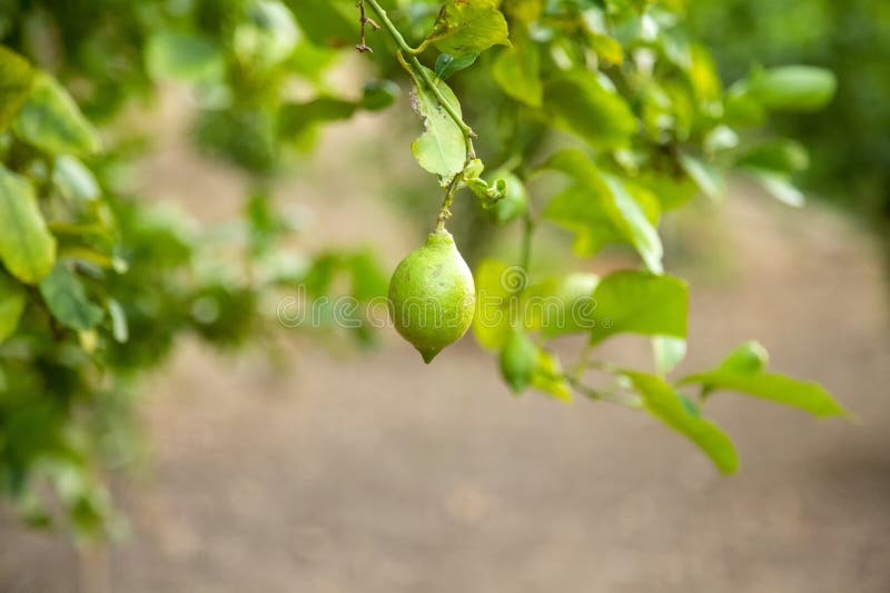 Green Lemon Pending from a Tree Stock Photo - Image of tree, horizontal ...