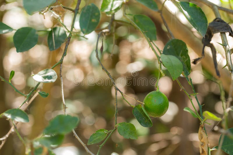 Green lemon stock image. Image of farm, argriculture - 83627819