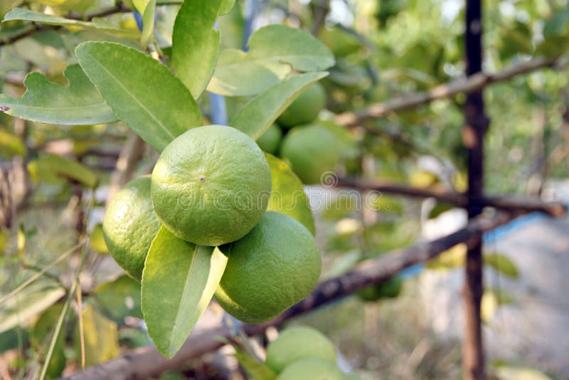 Green lemon on tree. stock photo. Image of ground, food - 37694934