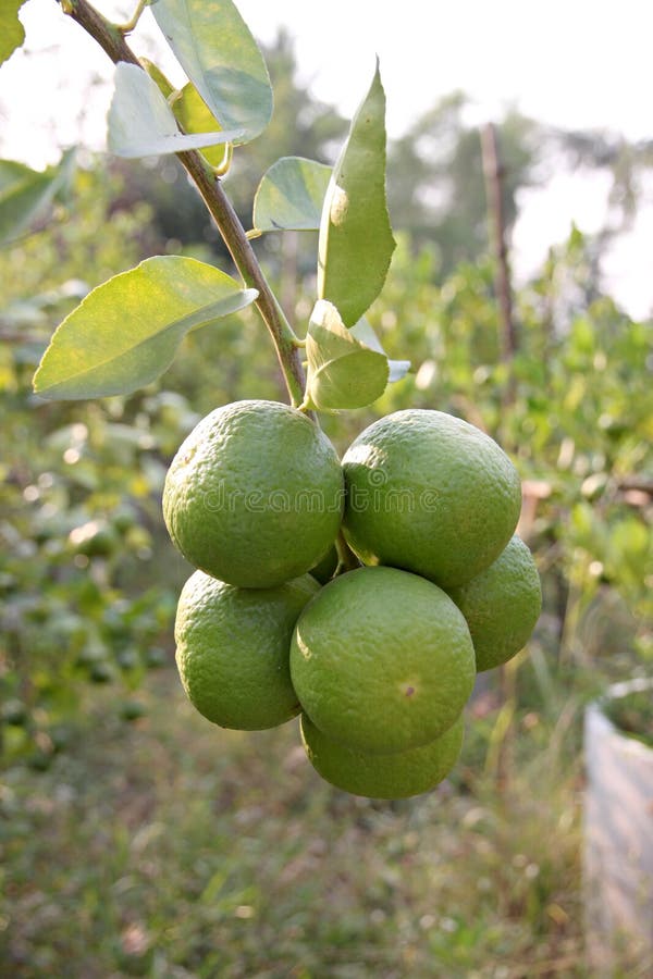 Green lemon on tree. stock image. Image of garden, health - 37694975