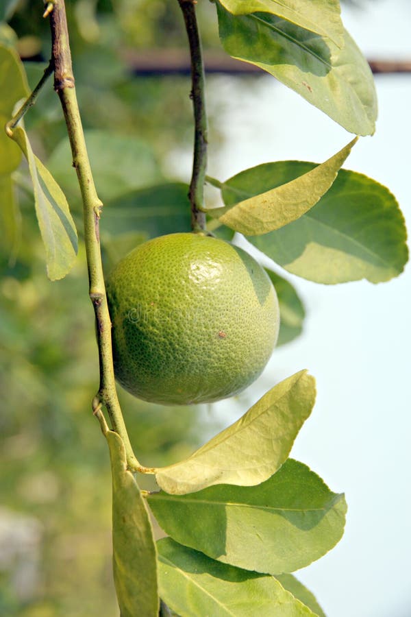 Green lemon on tree. stock image. Image of food, organic - 37695097