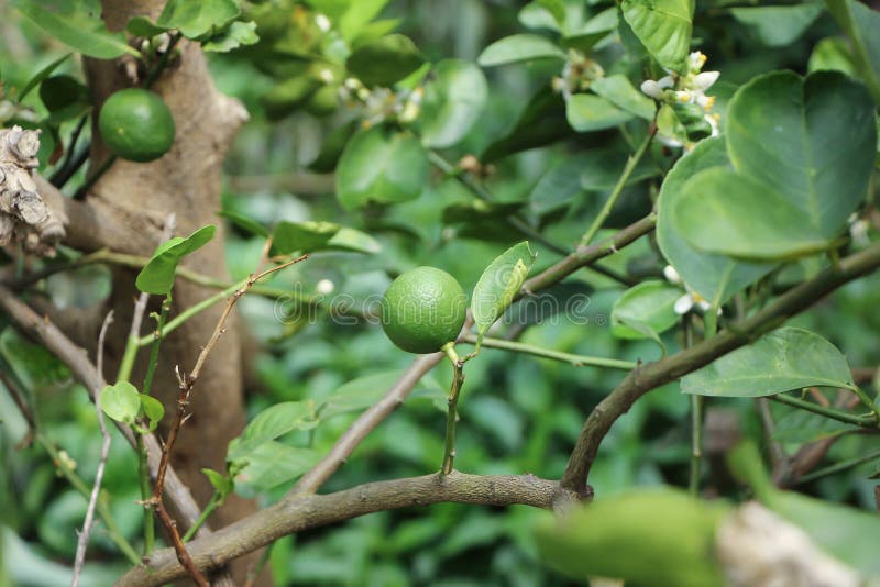 Green lemon on tree stock photo. Image of fresh, organic - 67619932