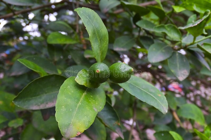 Green lemon tree stock image. Image of closeup, lemonade - 236007583
