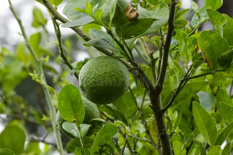Green lemon tree stock photo. Image of freshness, agriculture - 236007738