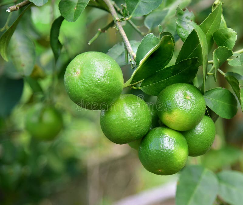 Green Lemon on the Tree in the Garden. Stock Photo - Image of garden ...
