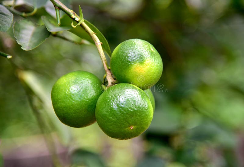 Green Lemon on the Tree in the Garden. Stock Image - Image of healthy ...