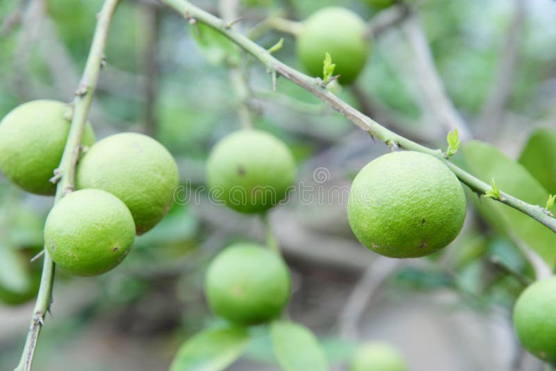 Green Lemon Tree Garden in the Morning Stock Photo - Image of green ...