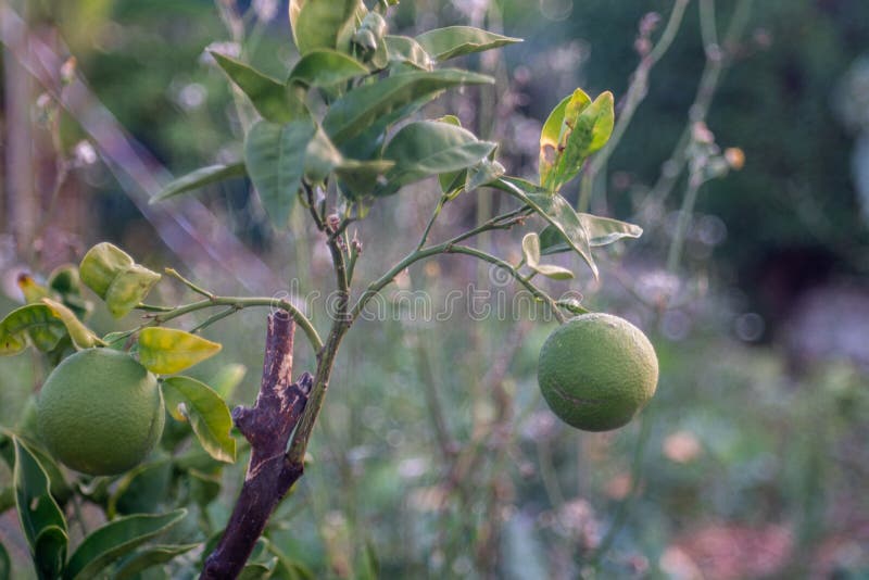 Green lemon tree garden stock photo. Image of farming - 129842626