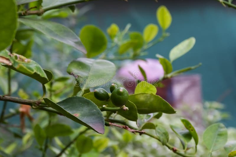 Green lemon tree stock image. Image of lemon, health - 236007663