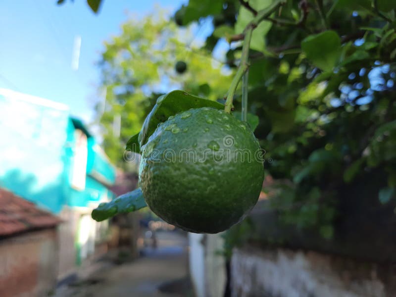 Green Lemon on the Tree, Lemon Tree Plant Stock Photo - Image of plant ...