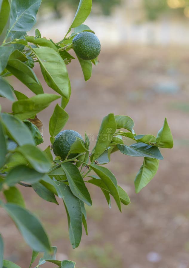 Green lemon tree stock image. Image of freshness, copy - 48499885