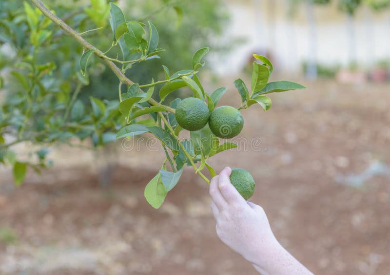Green lemon tree stock image. Image of fruits, fruit - 48499887