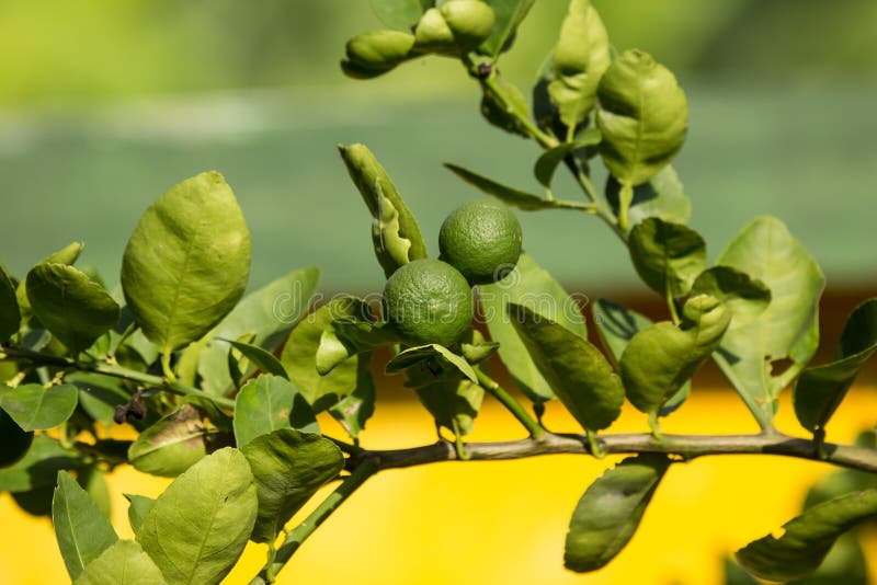 Green Lemon on Tree with Yellow Wall Stock Photo - Image of harvest ...