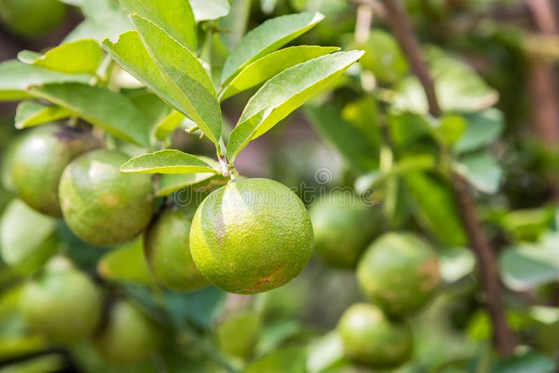Green lemons. stock image. Image of beautiful, rays, juicy - 69207413