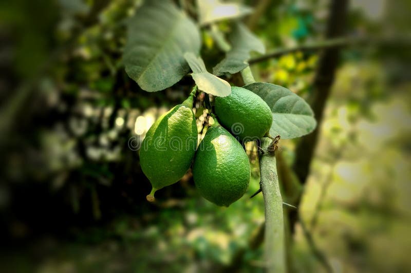 Close-Up Green Lemons on Tree Fresh Garden Harvest Stock Image Stock ...