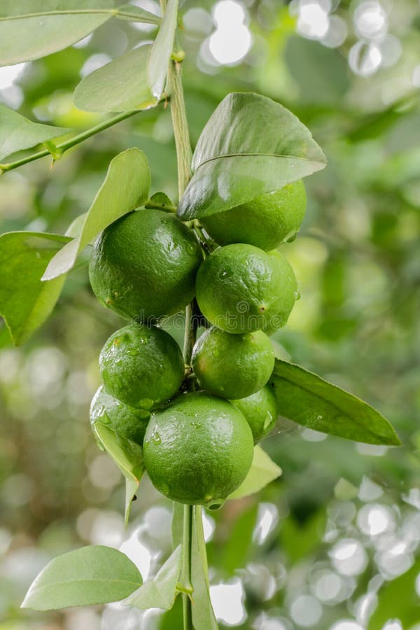 Green Lemons stock photo. Image of tropical, lemon, organic - 36471184