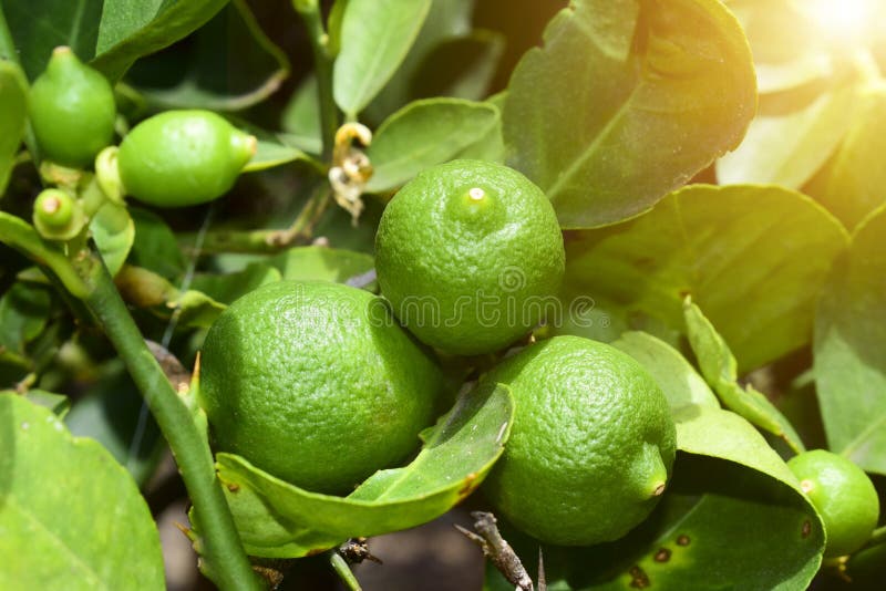 Green lemons stock photo. Image of food, vitamin, growing - 257789652