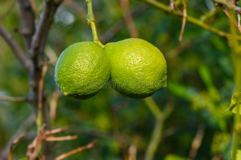 Green Lemons on Tree in Garden 2 Stock Image - Image of orchard, ripe ...
