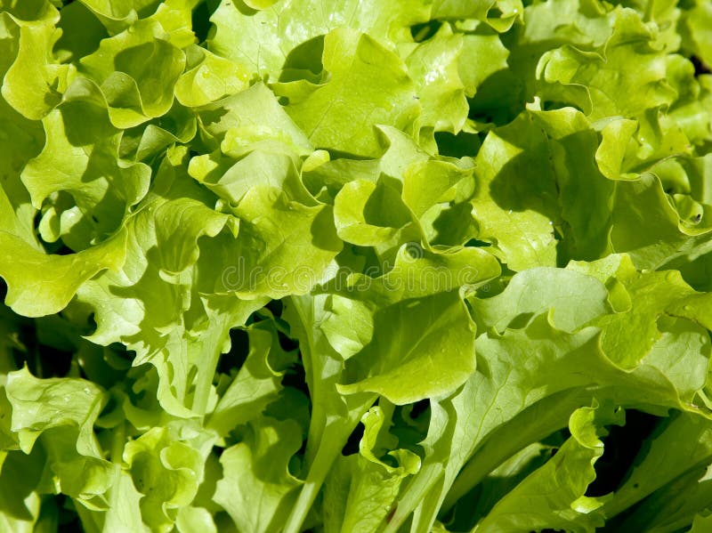 Green lettuce stock image. Image of green, vegetables - 15190703