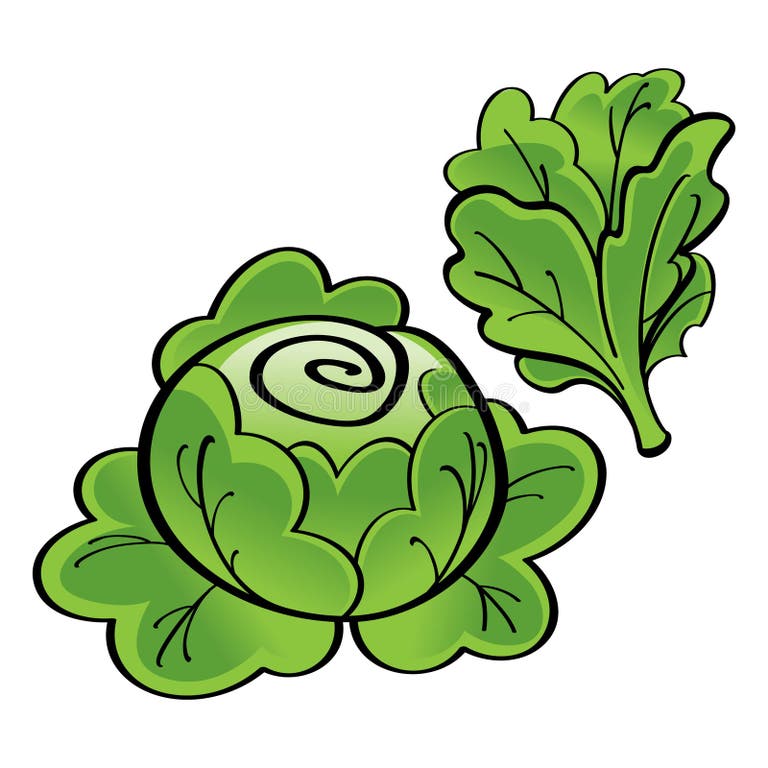 Green Fresh Lettuce Stock Illustrations – 101,990 Green Fresh Lettuce ...