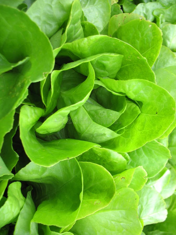 Green lettuce stock image. Image of front, plant, sunlight - 18486909