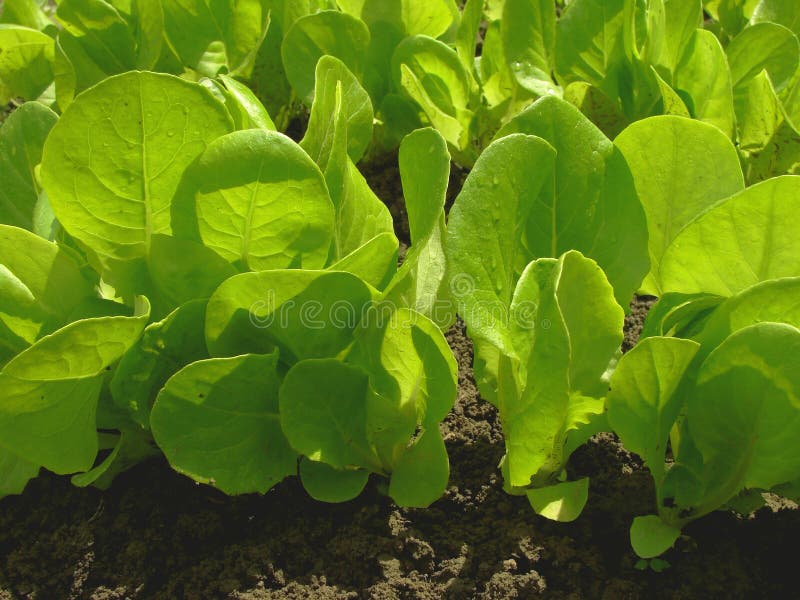 Green lettuce stock photo. Image of diet, healthy, natural - 22159228